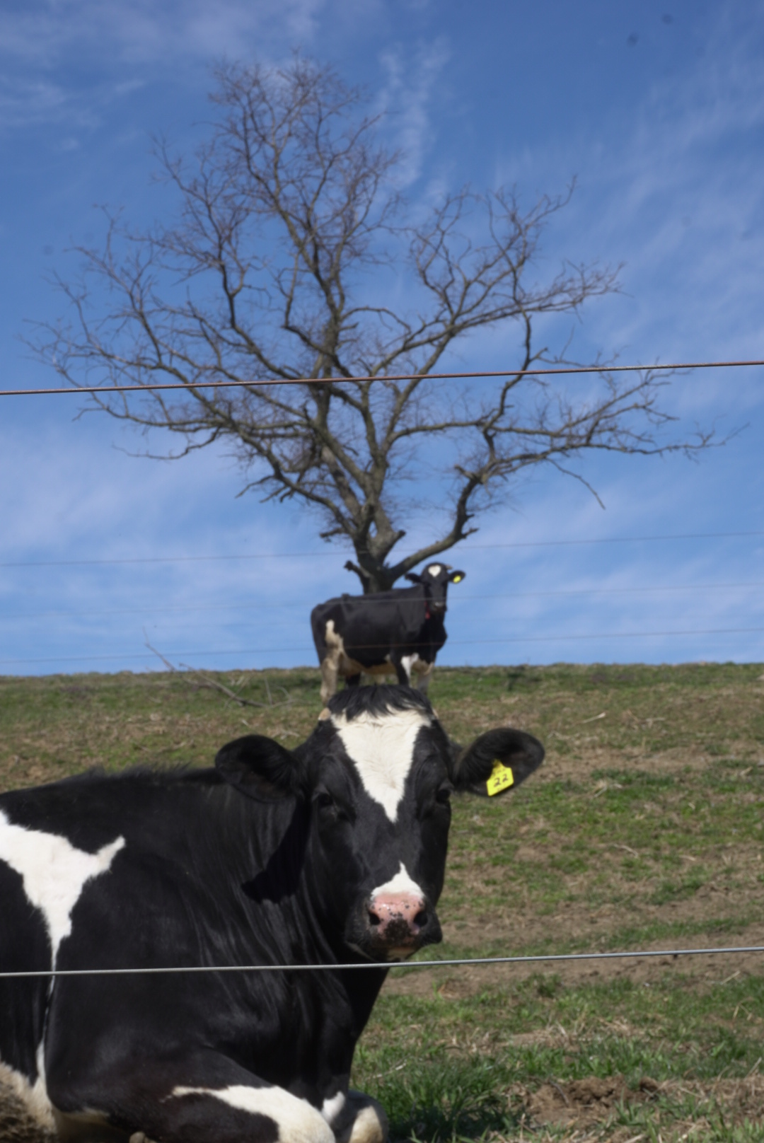 The Cow Story – Biking Lancaster’s Dairy Land and the Quest for Cow ...